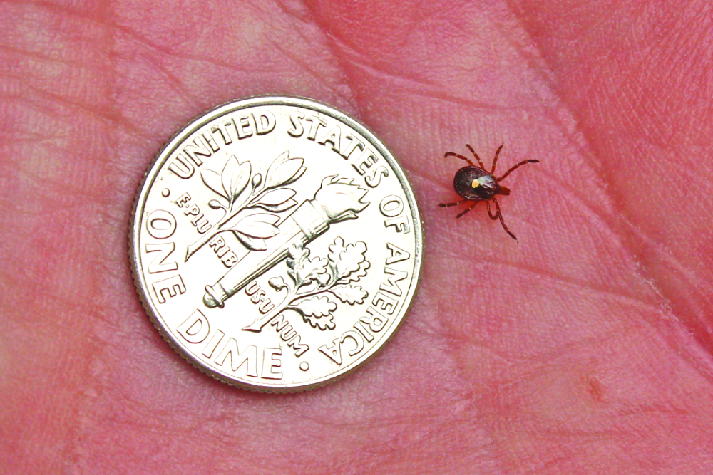 Ticks are a year-round threat | News, Sports, Jobs - Tribune Chronicle